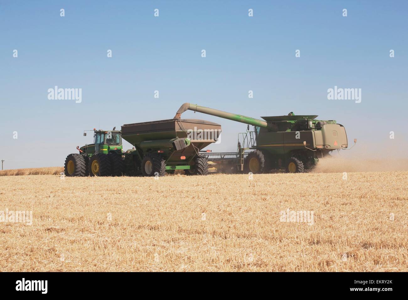 Alberta, Canada; Combine Unloading Wheat In A Bin With A Tractor Stock ...
