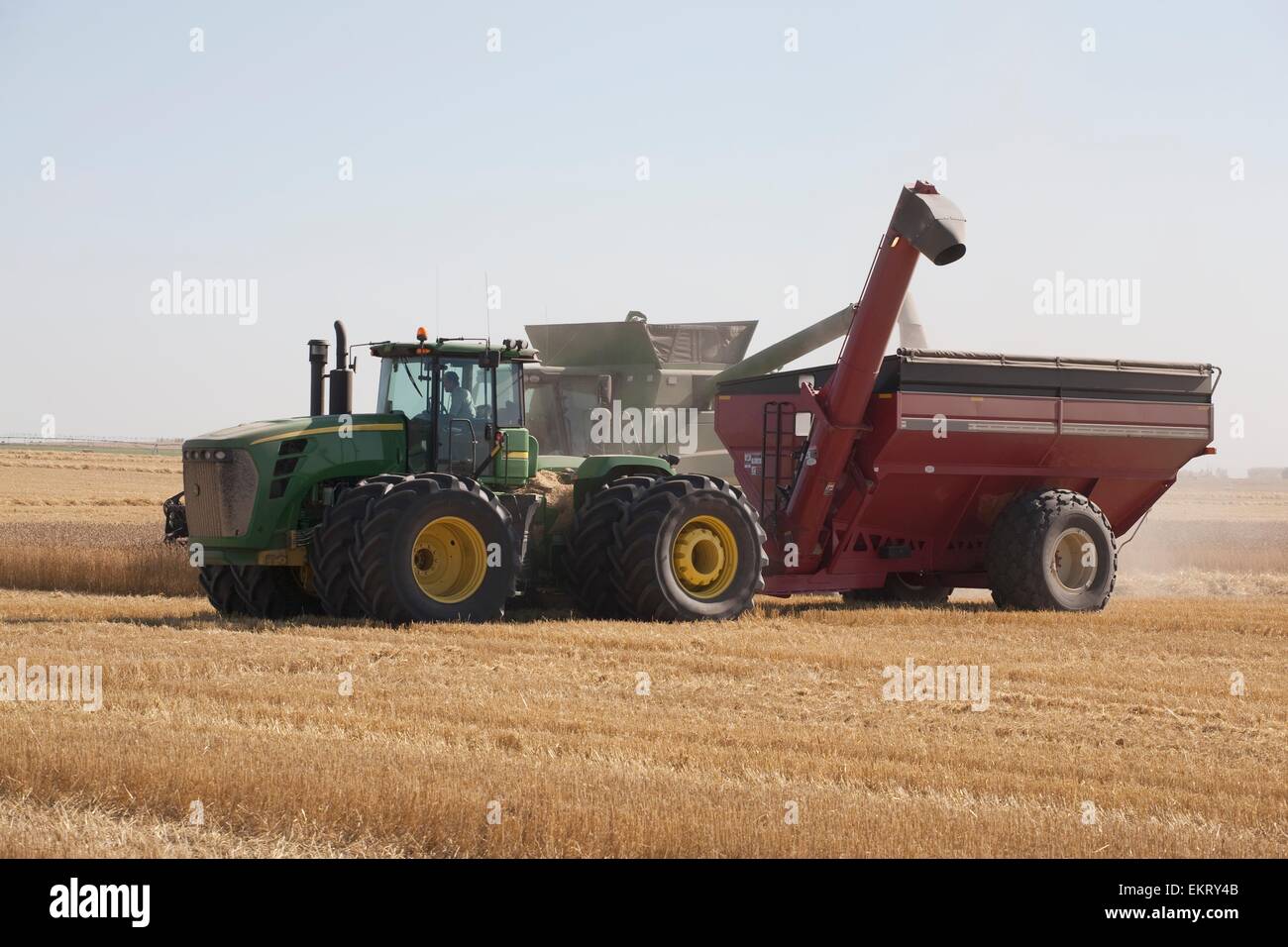 Alberta, Canada; Combine Unloading Wheat In A Bin With A Tractor Stock ...