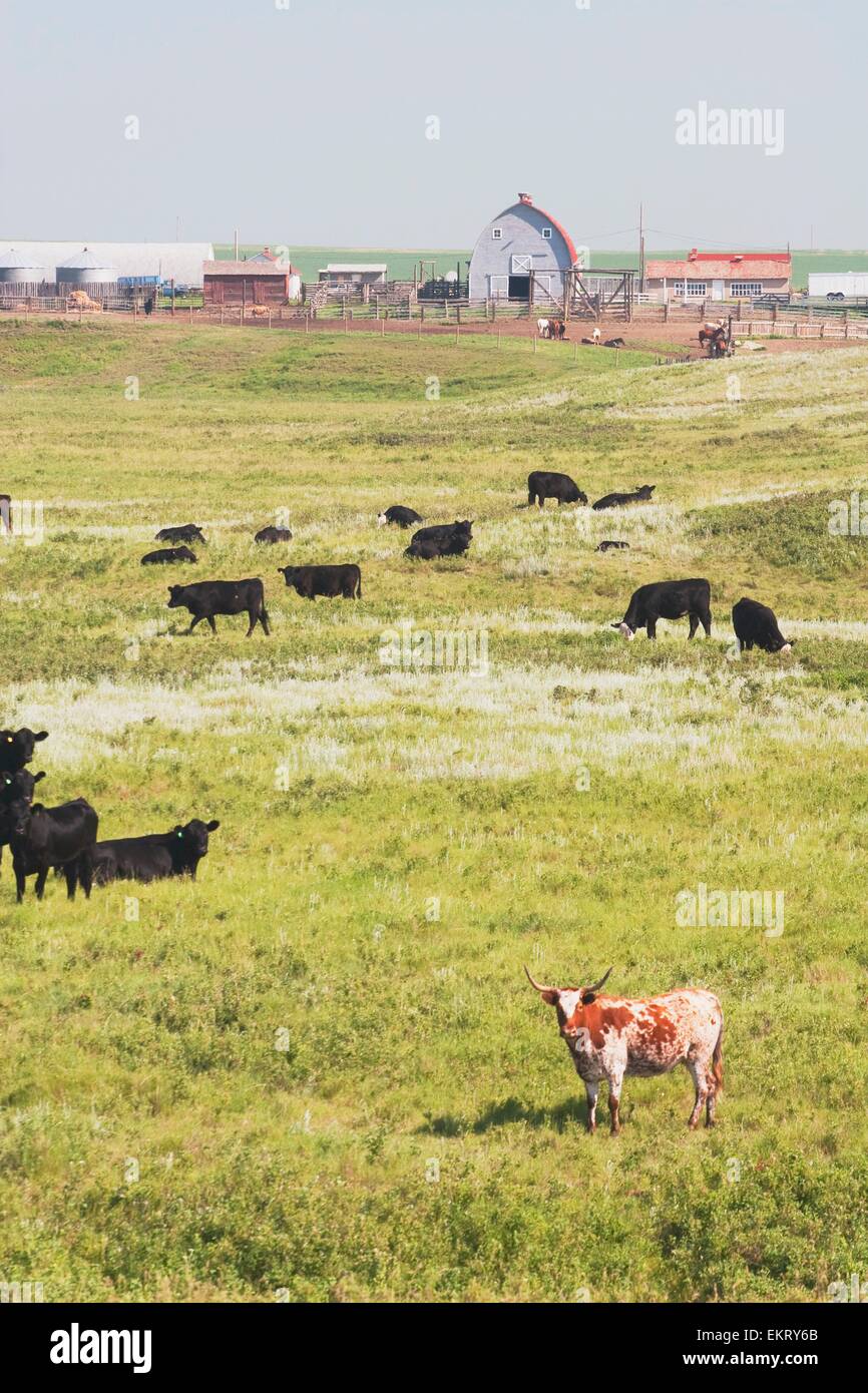 Cattle At A Farm, Central Alberta, Canada Stock Photo - Alamy