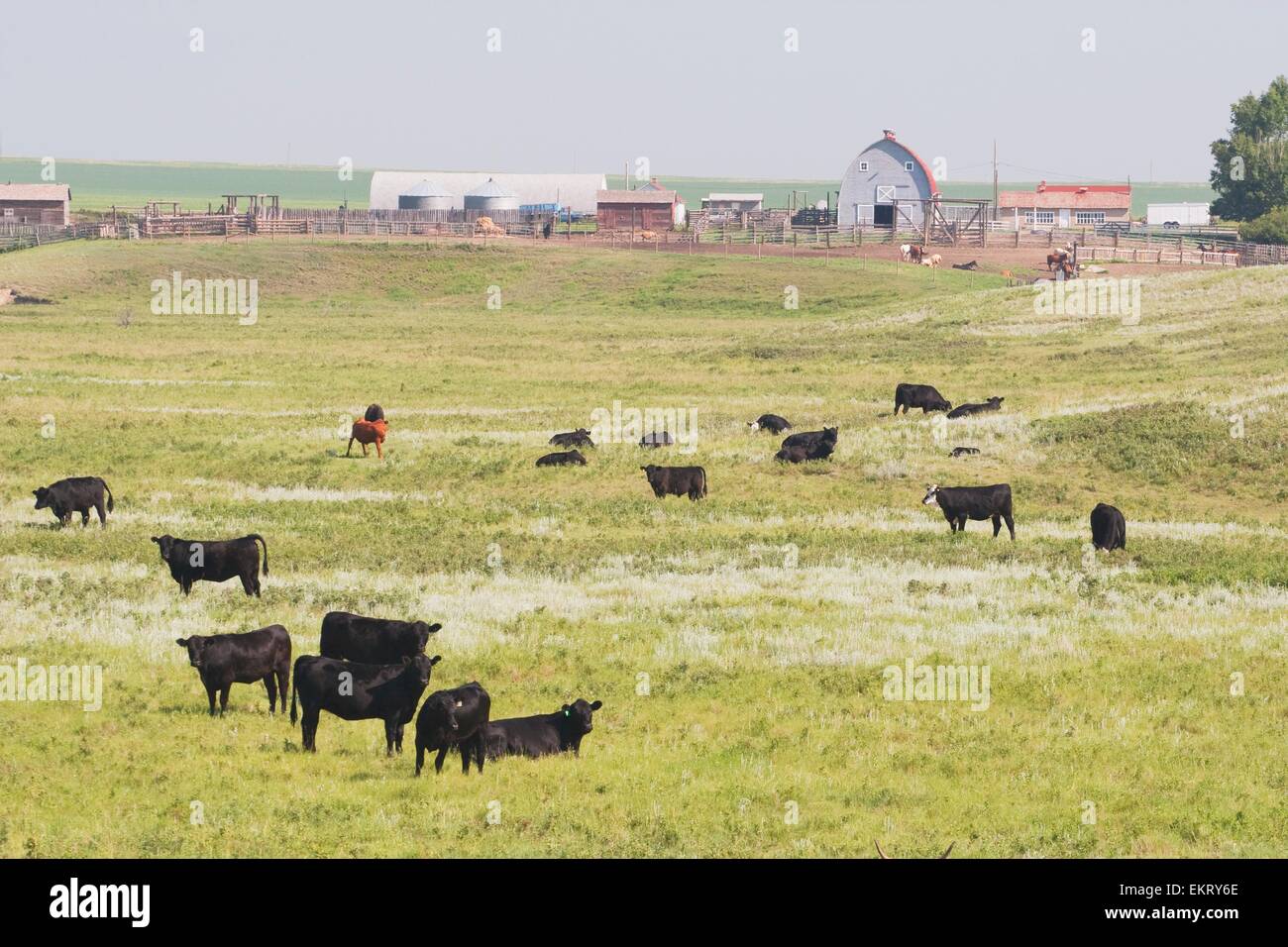Barnyard alberta hi-res stock photography and images - Alamy