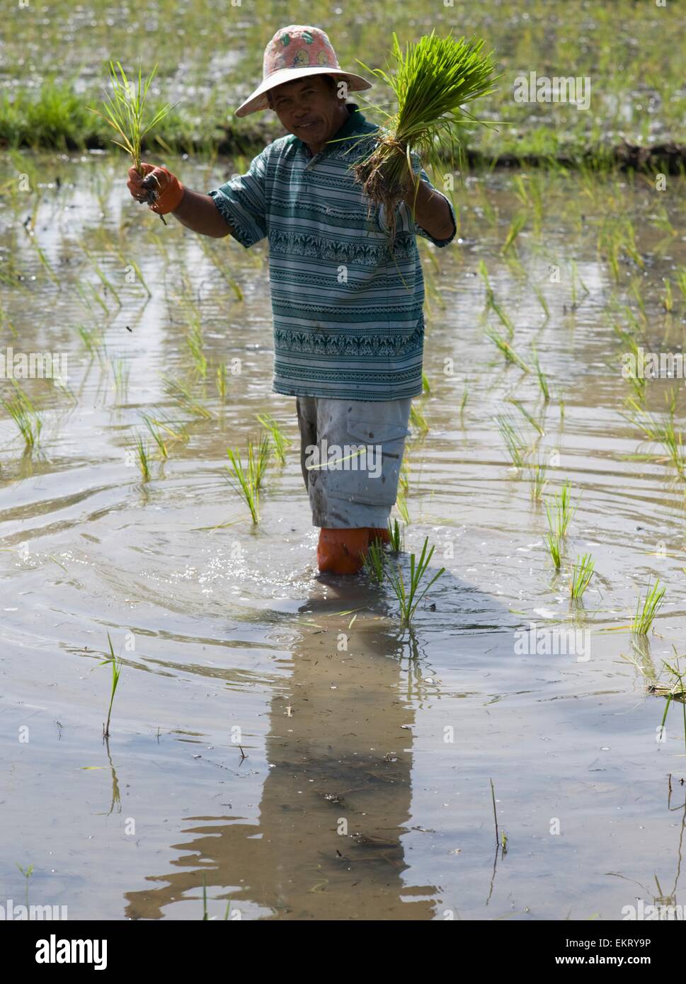 Thailand; A Farmer In A Rice Field Stock Photo - Alamy