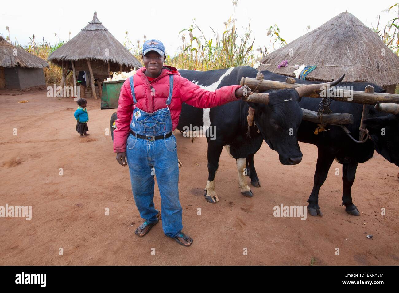 Yoked together hi-res stock photography and images - Alamy