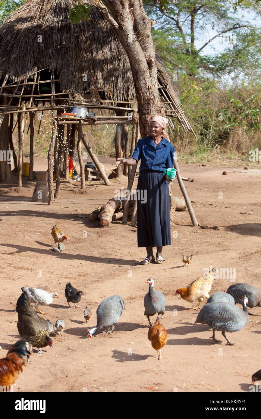 Chicken hens fowl hen feeding hi-res stock photography and images - Alamy
