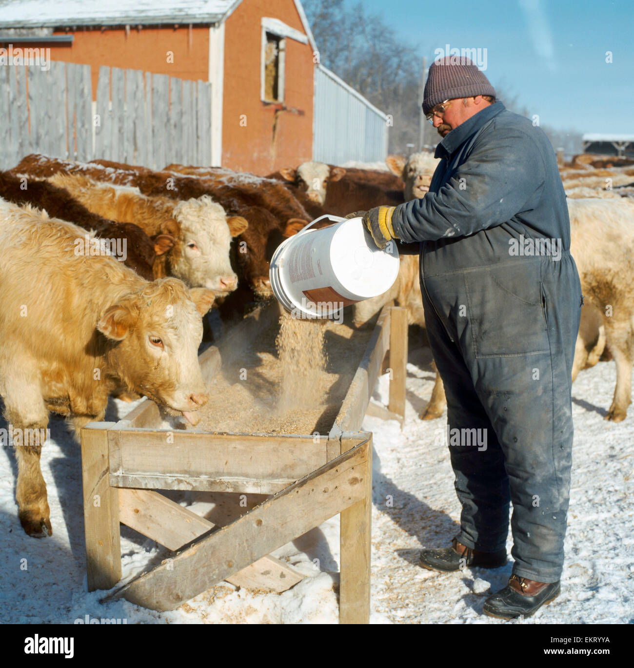 Farmer Feeding Cows, Minnedosa, Manitoba Stock Photo - Alamy