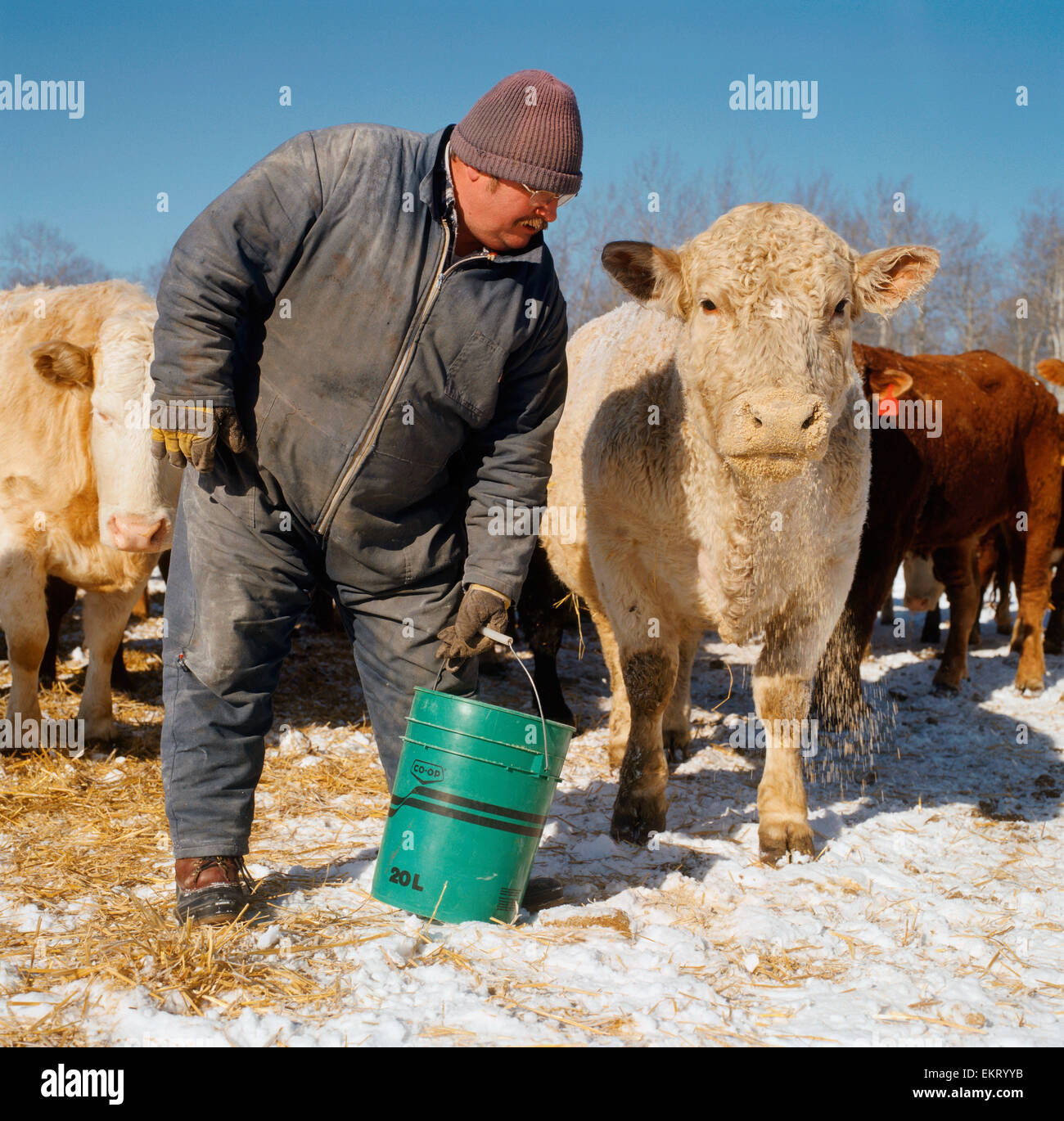Farmer Feeding Cows, Minnedosa, Manitoba Stock Photo - Alamy