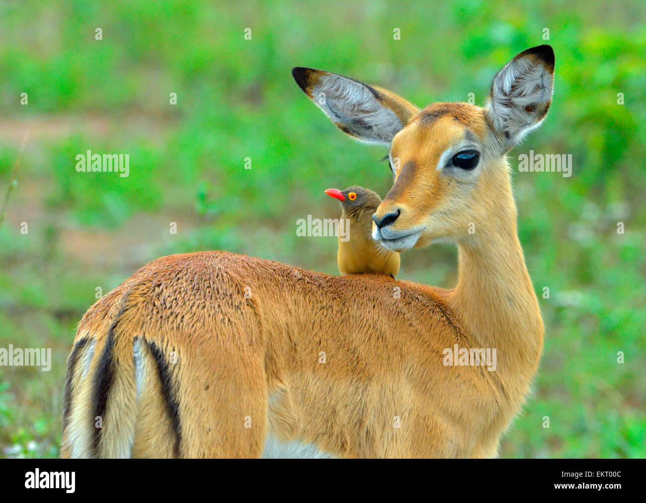 Oxpecker on lamb hi-res stock photography and images - Alamy