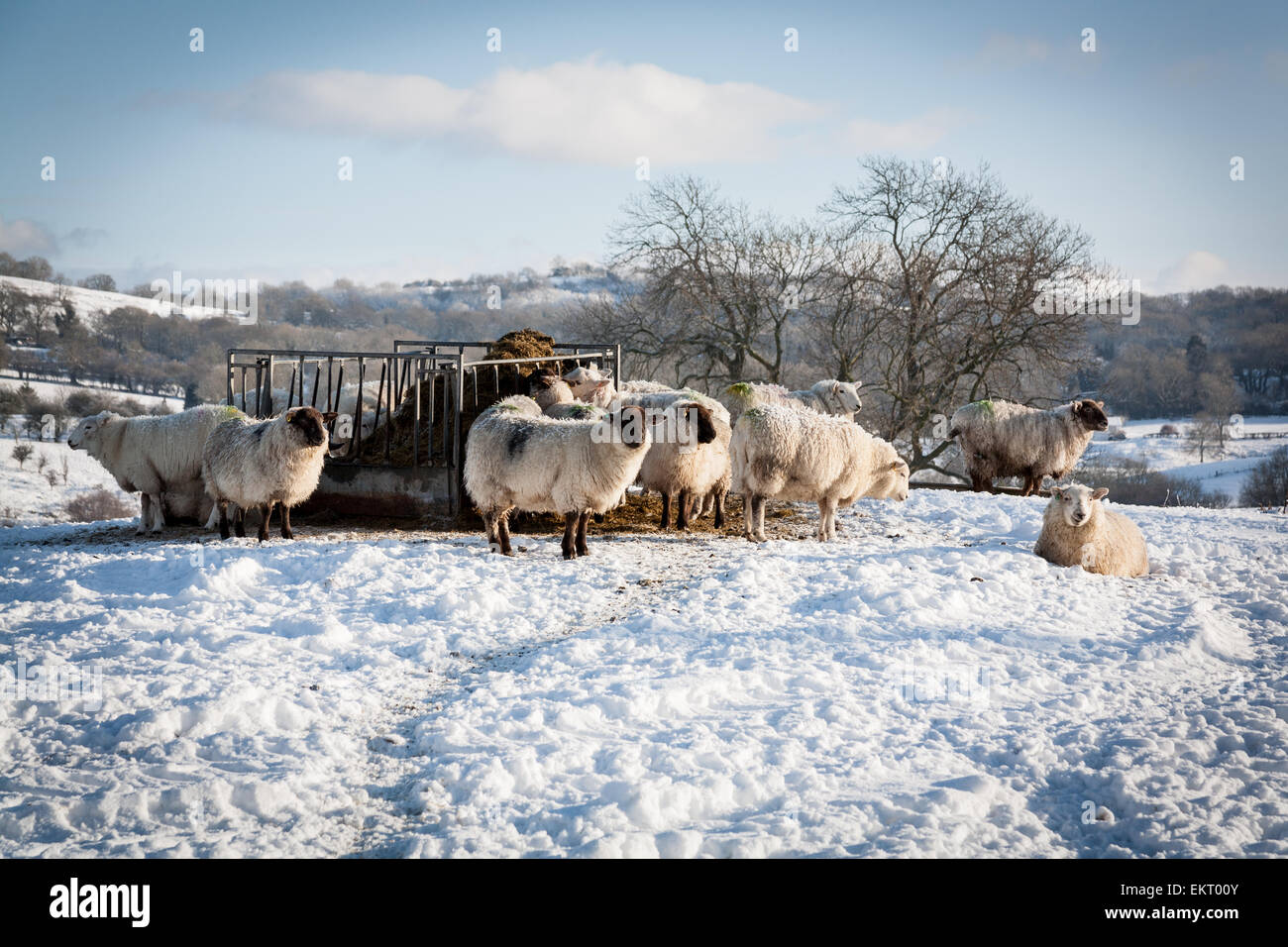Feed station hi-res stock photography and images - Alamy
