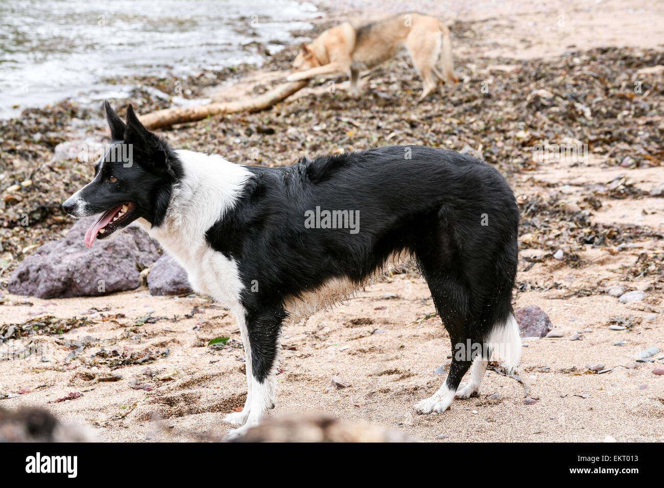 Border Collie on the beach with a playing Alsatian in the background ...