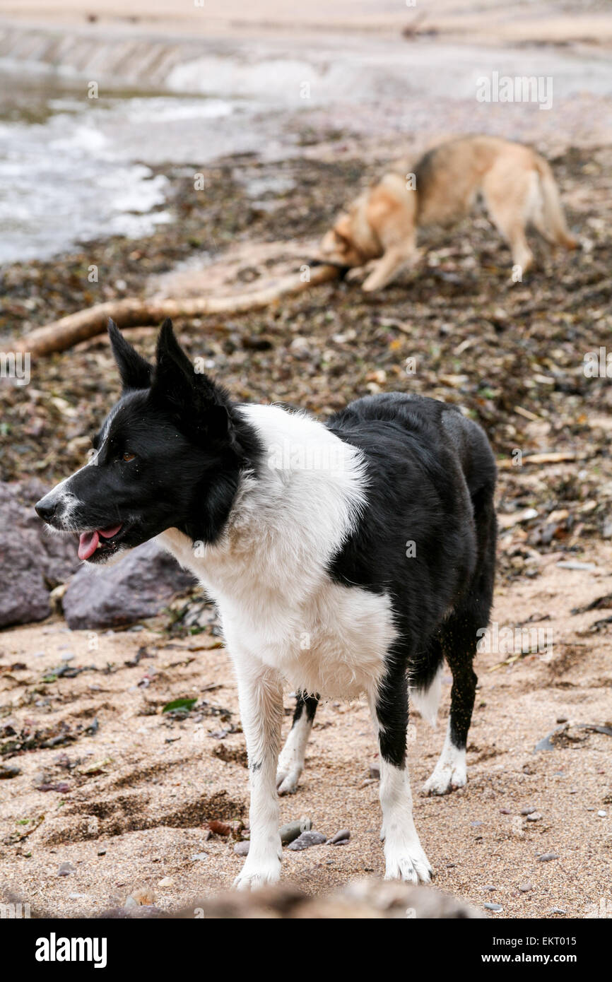 Border Collie on the beach with a playing Alsatian in the background ...