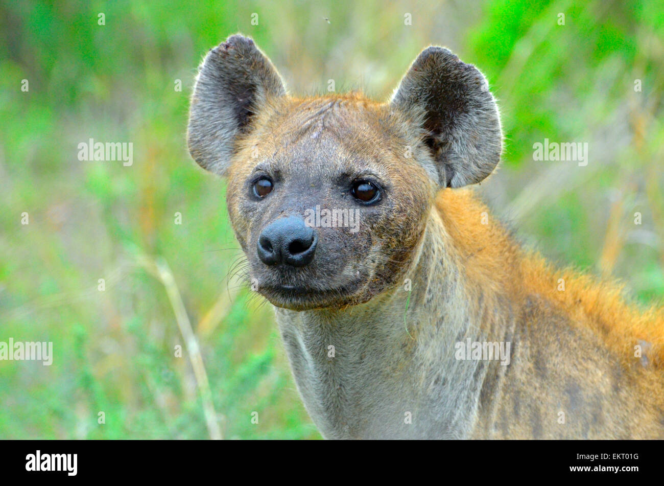 Hyena face hi-res stock photography and images - Alamy