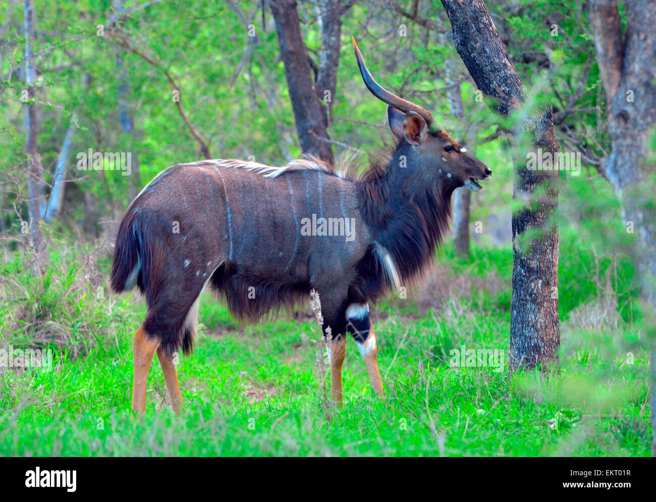 Nyala bull in green grass and thorn trees, Klaserie caravan park ...