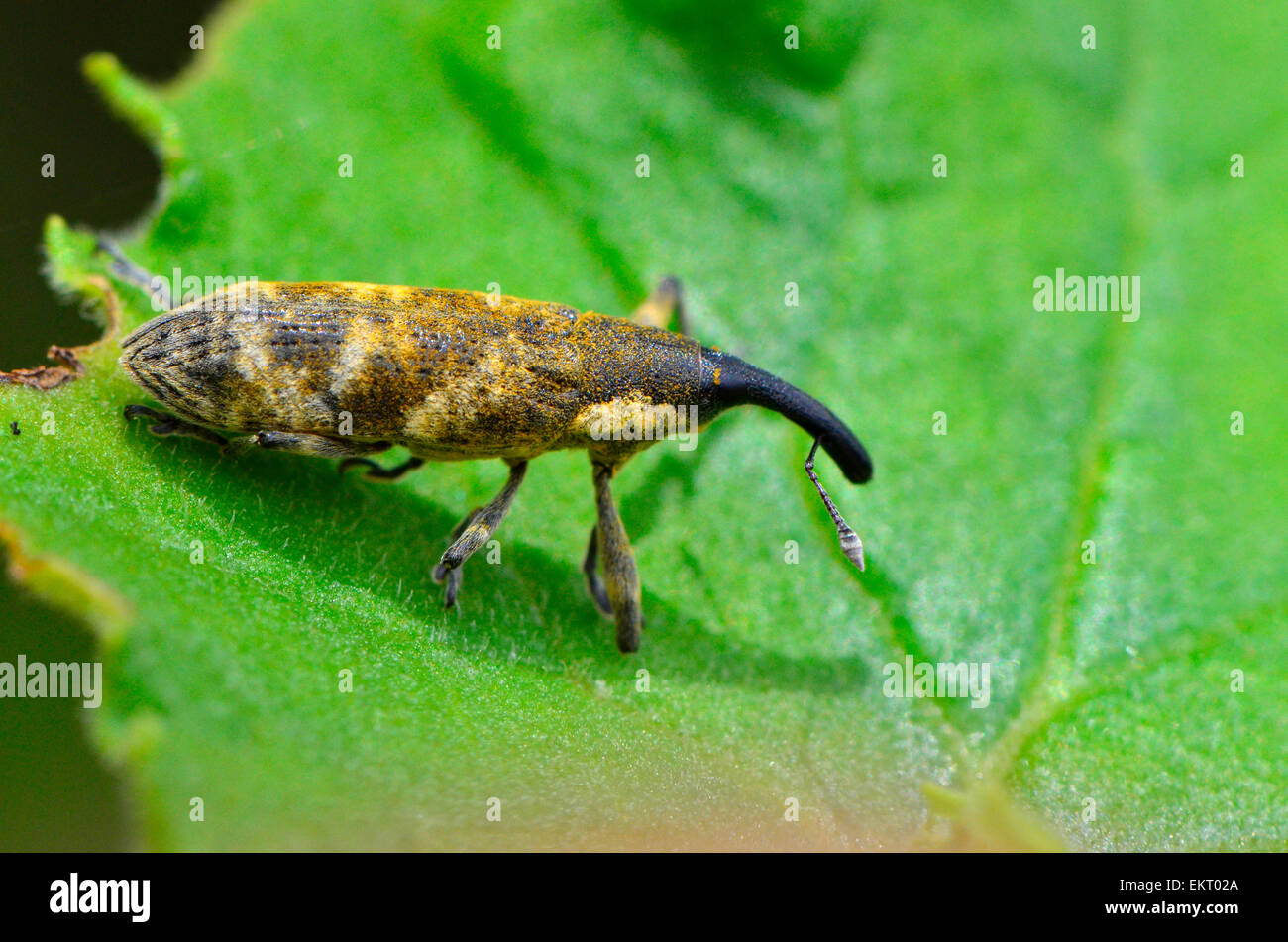 Mariepskop hi-res stock photography and images - Alamy