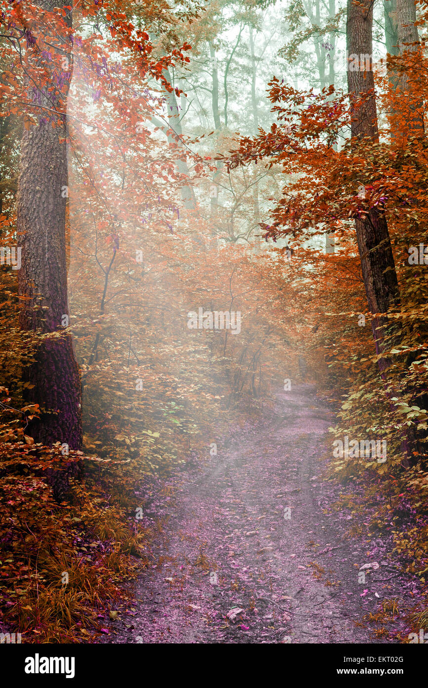 Misty path in the oak forest Stock Photo - Alamy