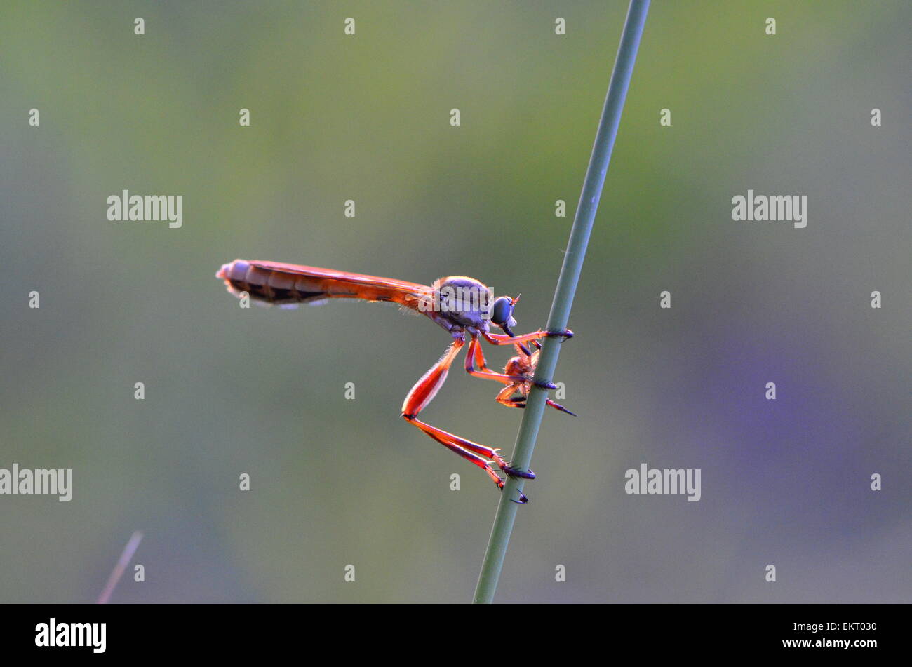 Robber fly eating insect hi-res stock photography and images - Alamy