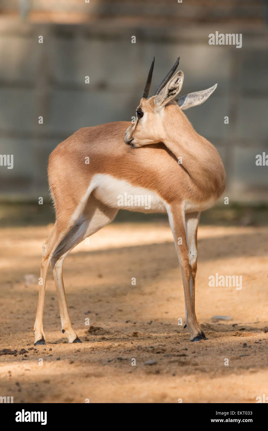 African antelope in a zoo Stock Photo - Alamy