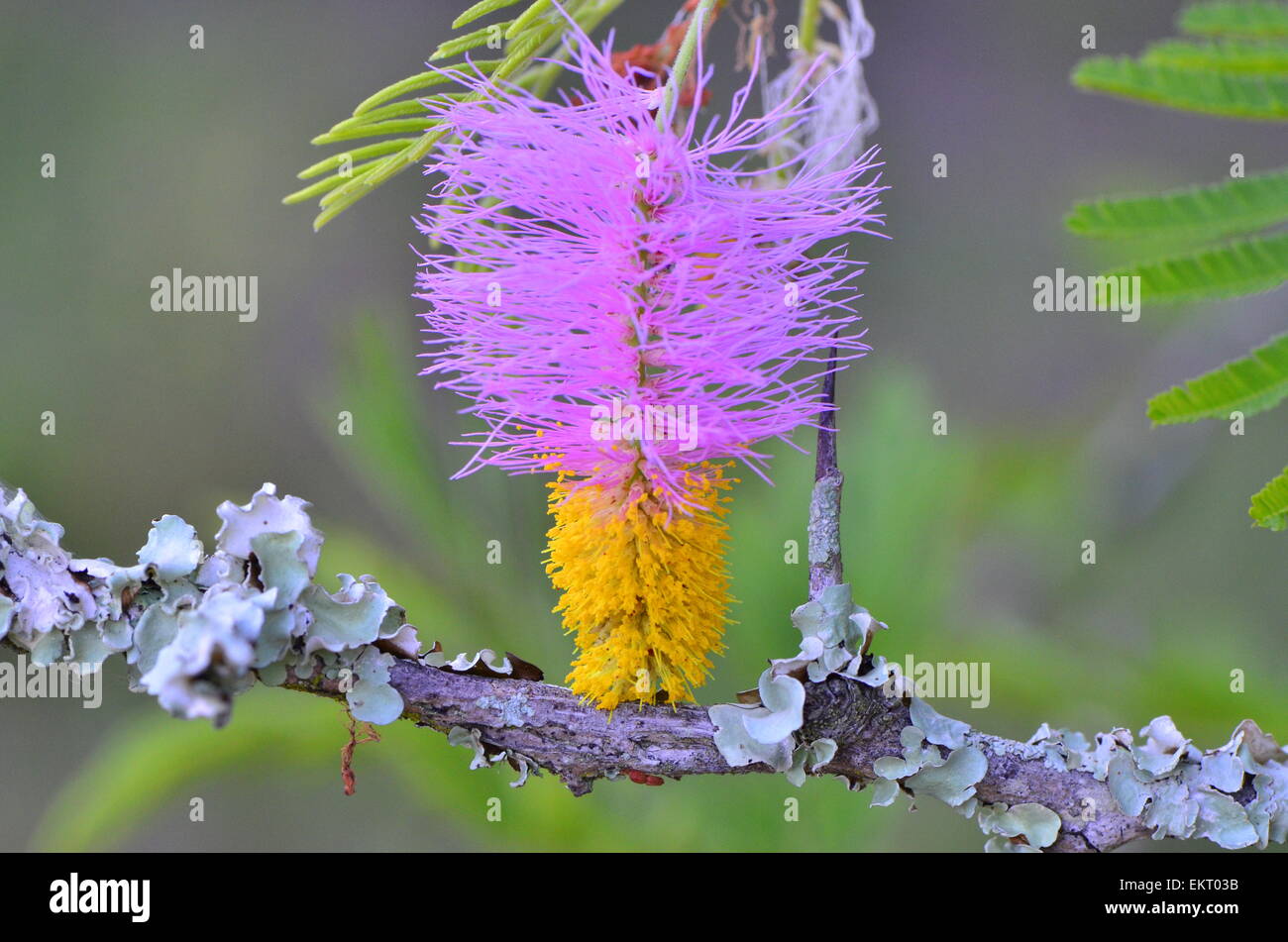 Blossom of Kalahari Sickle Bush with sharp thorns -- rainy Stock Photo ...