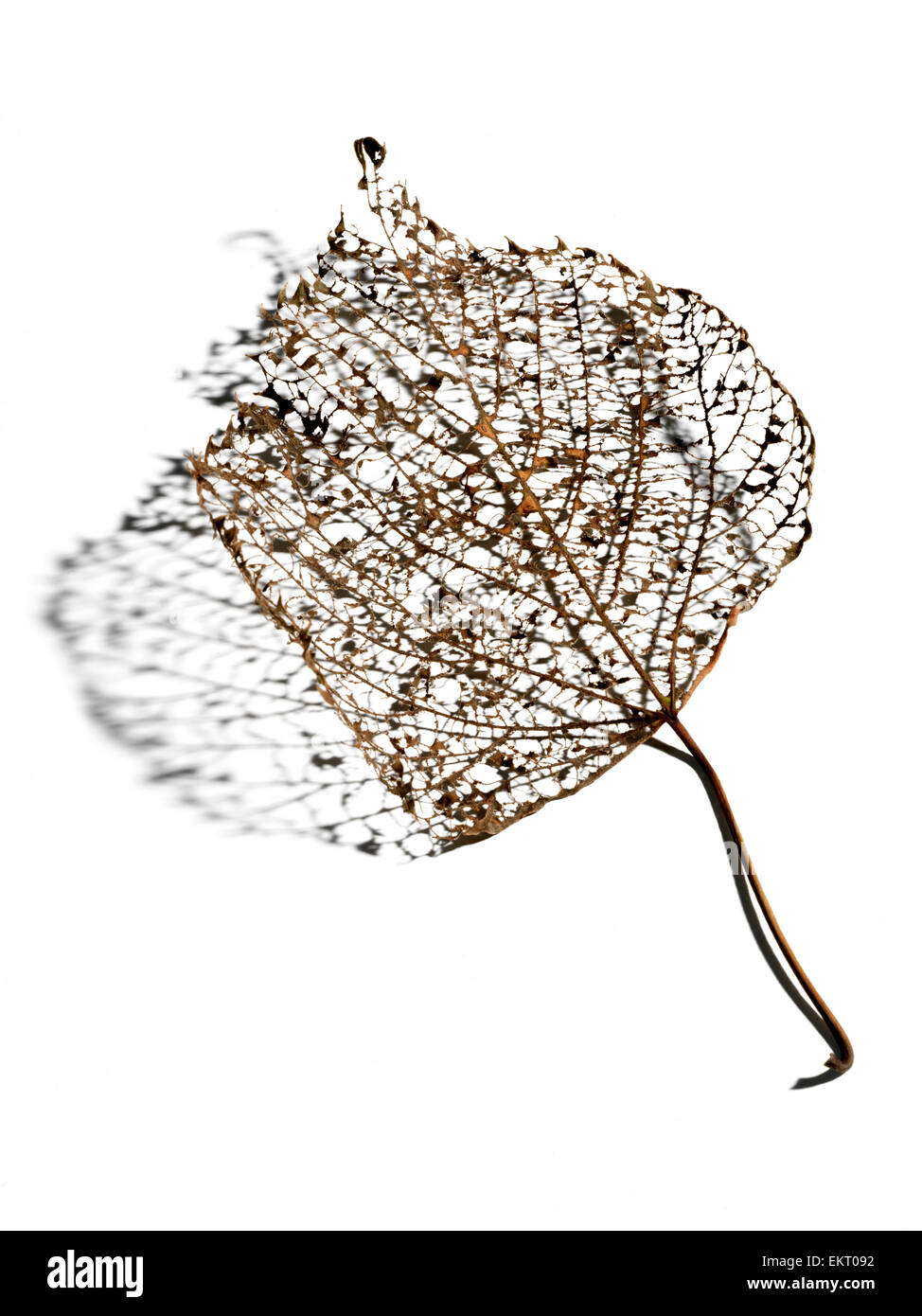 Tree leaves shadows Cut Out Stock Images & Pictures - Alamy