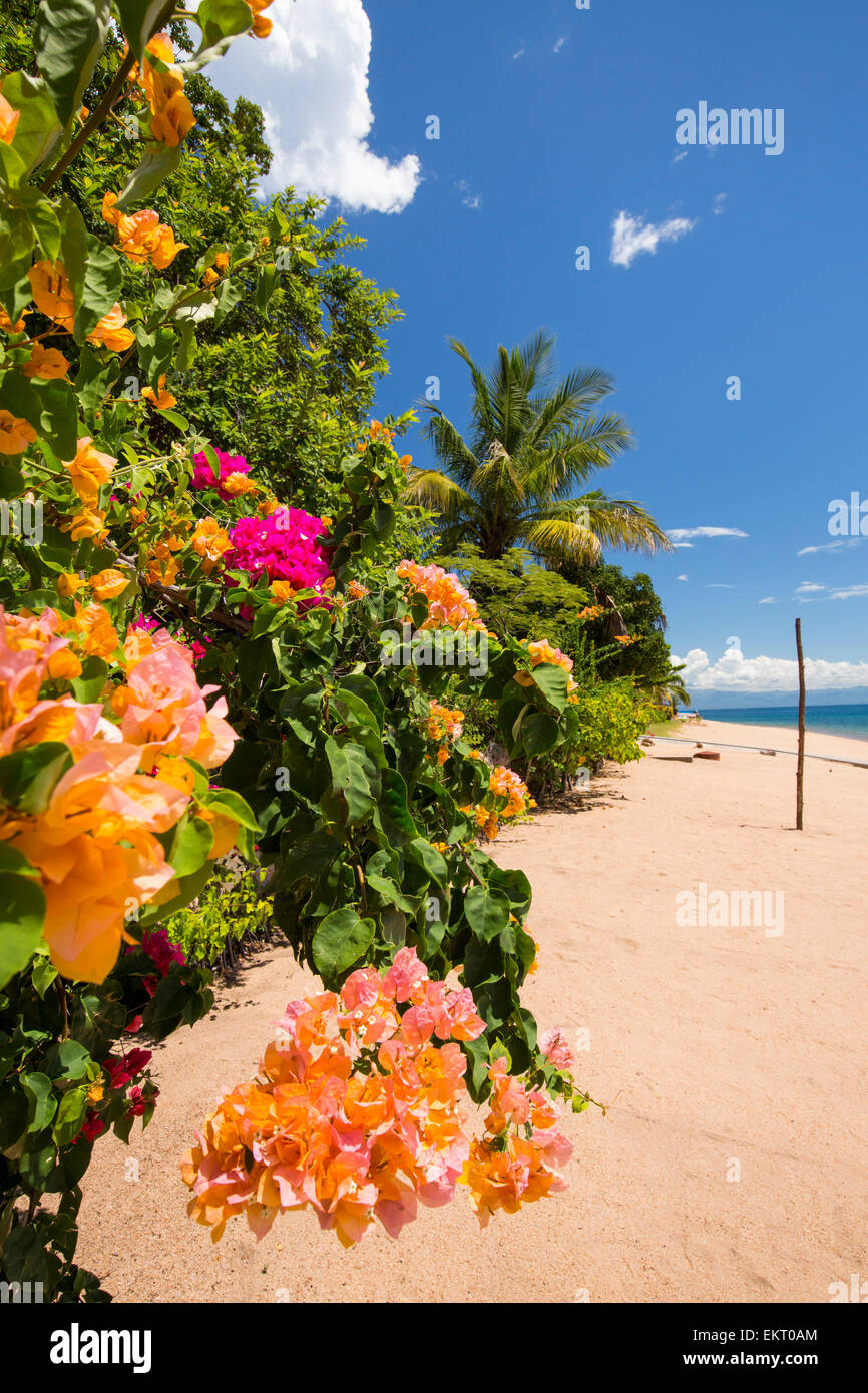 Tropical vegetation at Cape Maclear on Lake Malawi, Malawi, Africa ...