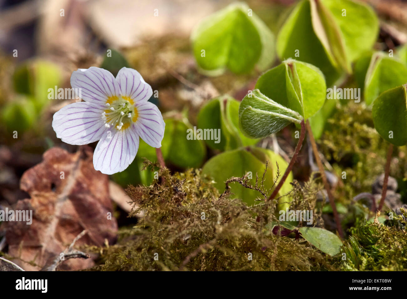 Wood-Sorrel flowering in spring. Bookham Common, Surrey, England Stock ...