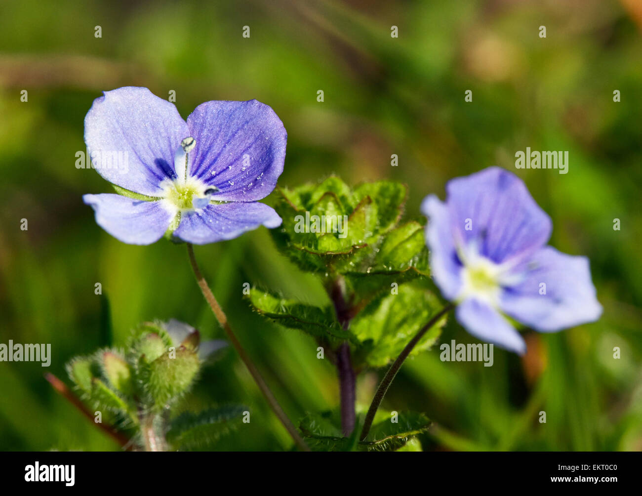 Slender Speedwell flowering in spring. Hurst Meadows, West Molesey ...