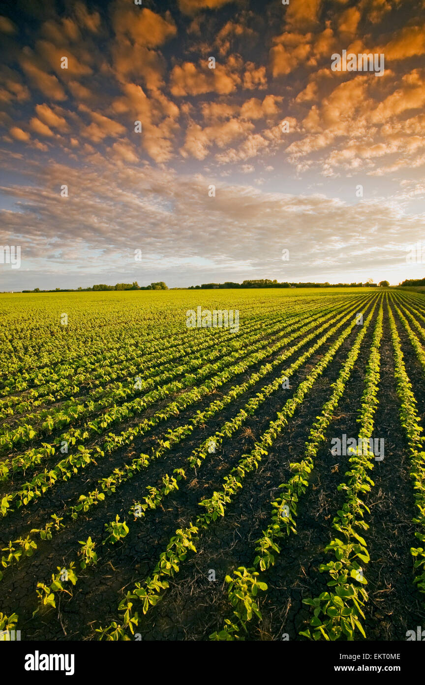 Soy beans canada hi-res stock photography and images - Alamy