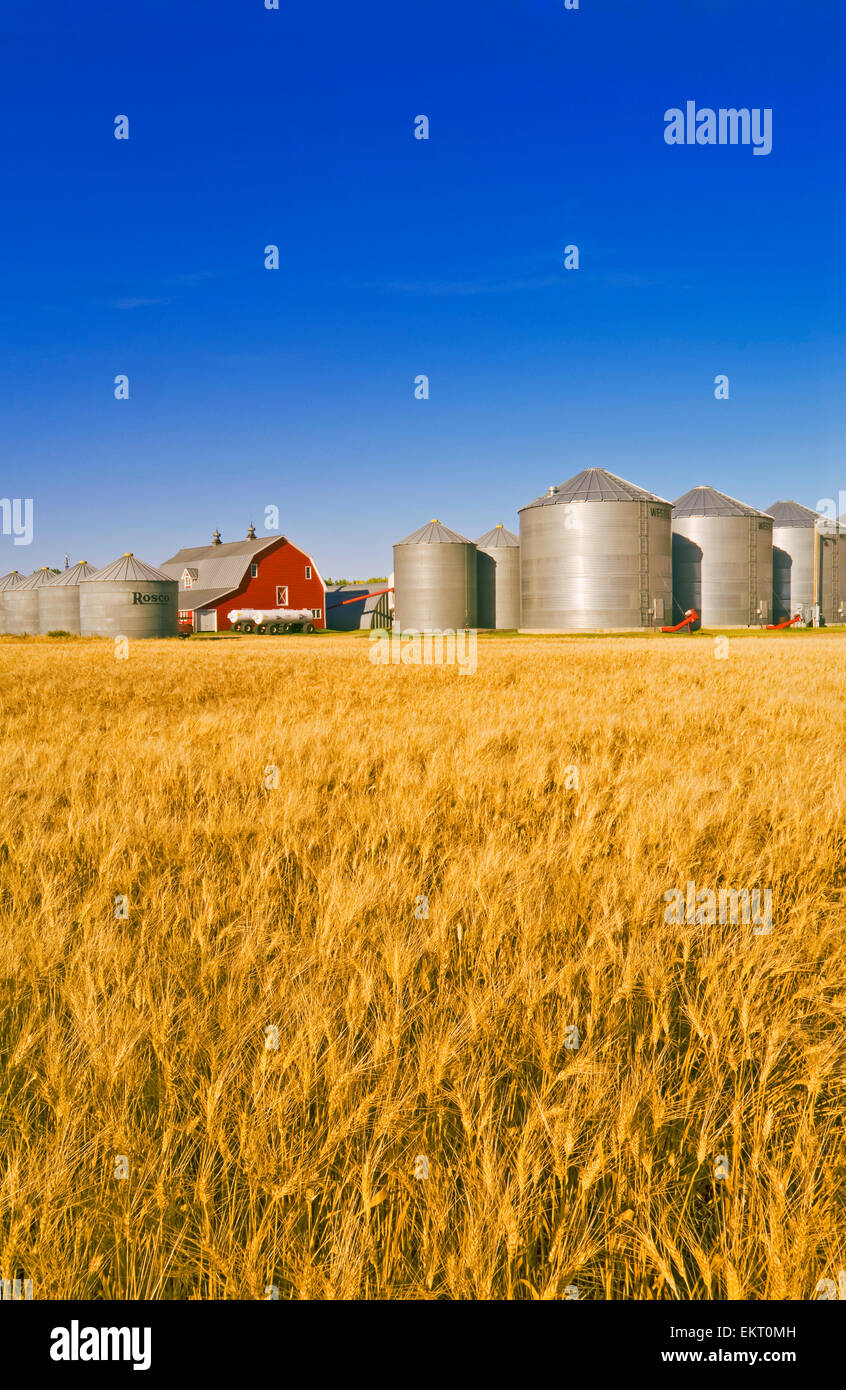 Durum wheat canada hi-res stock photography and images - Alamy