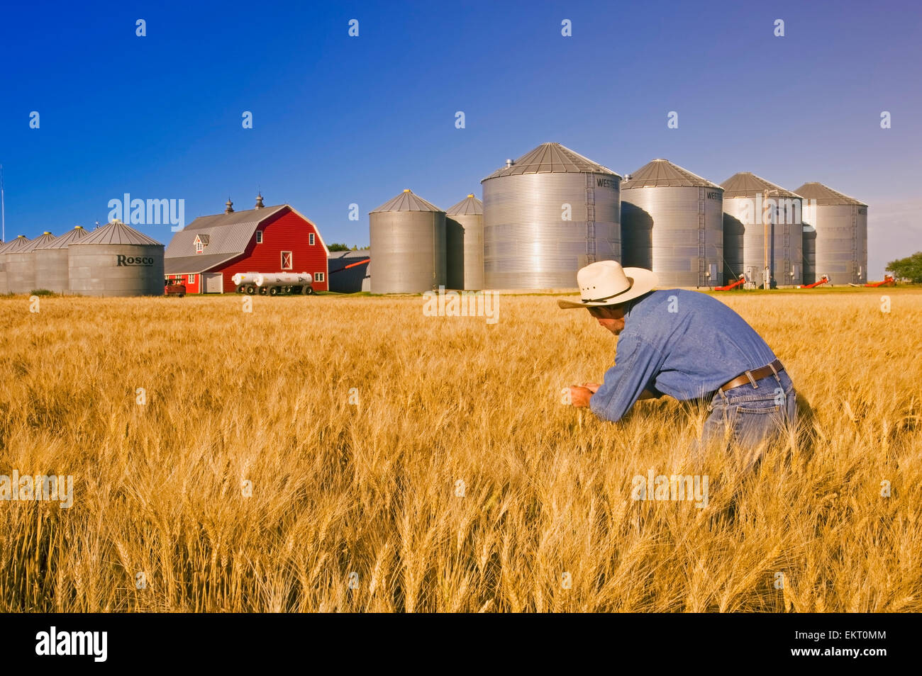 Farm With Mature Durum Wheat Field Near Torquay Saskatchewan, Canada ...