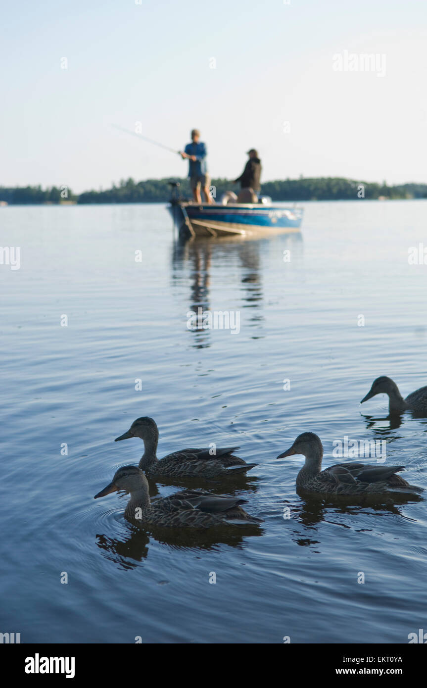 Two Men Fishing From Their Boat With Ducks Swimming By On Gunn Lake ...