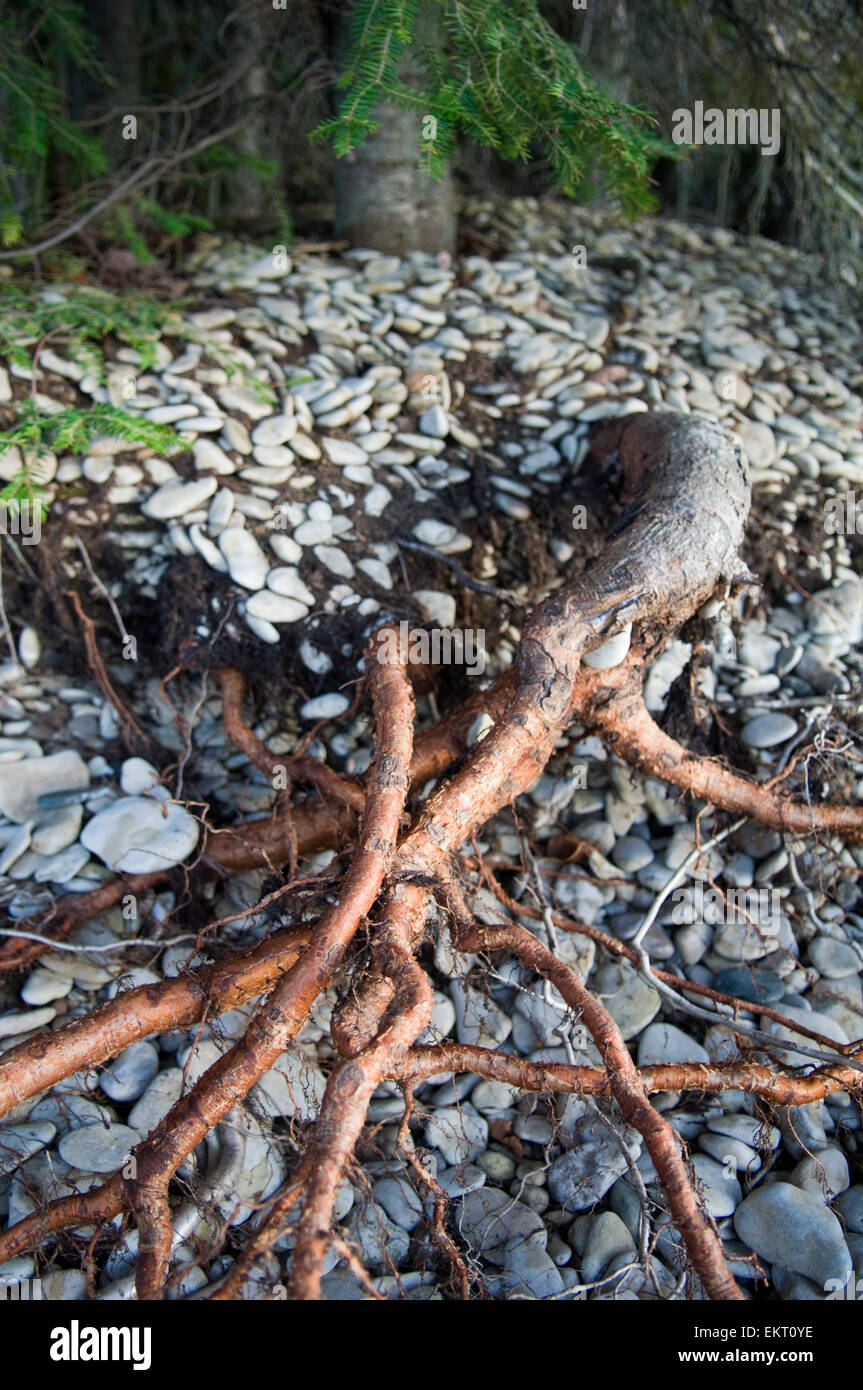 Soil Erosion Full Of Pebble Rock And Tree Roots On Lake Winnipeg, Hecla ...