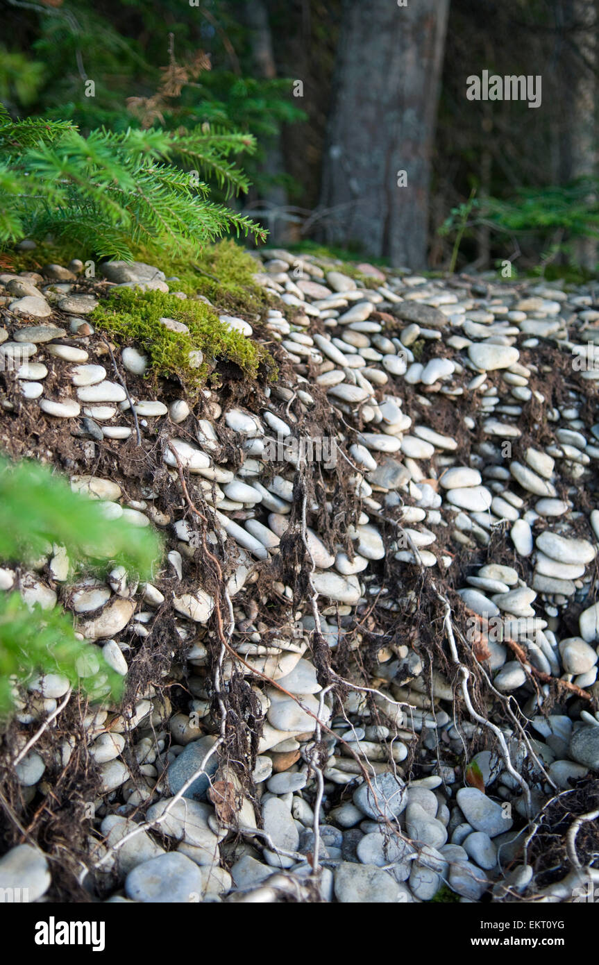 Soil Erosion Full Of Pebble Rock And Tree Roots On Lake Winnipeg, Hecla ...