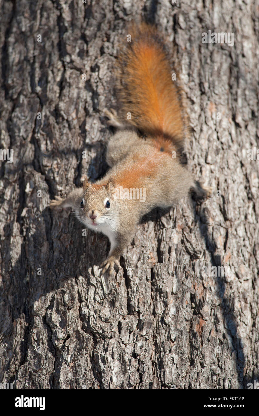 Red Squirrel Climbing Down A Tree, Ontario Stock Photo - Alamy