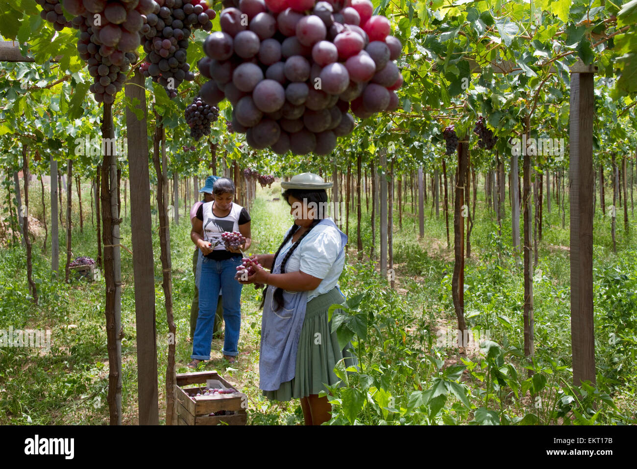 Chapacas Harvesting Grapes In A Vineyard Of Calamuchita, Tarija ...