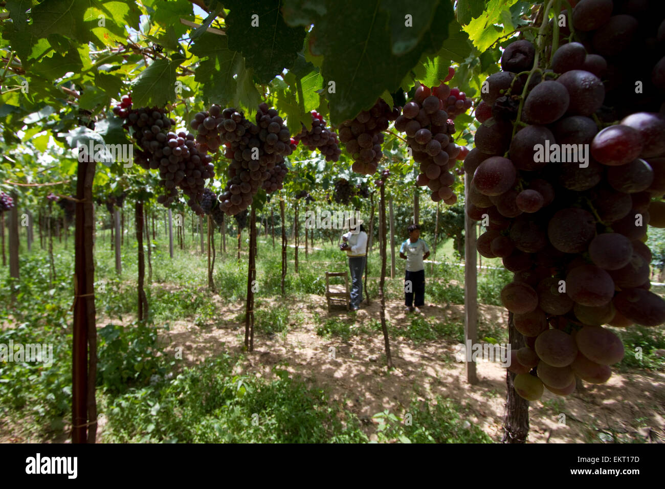 Chapacas Harvesting Grapes In A Vineyard Of Calamuchita, Tarija ...
