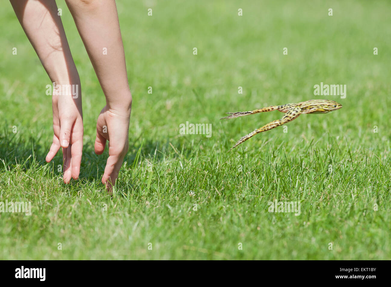 Hands Of Young Child Making Leopard Frog Jump; Ontario Canada Stock ...
