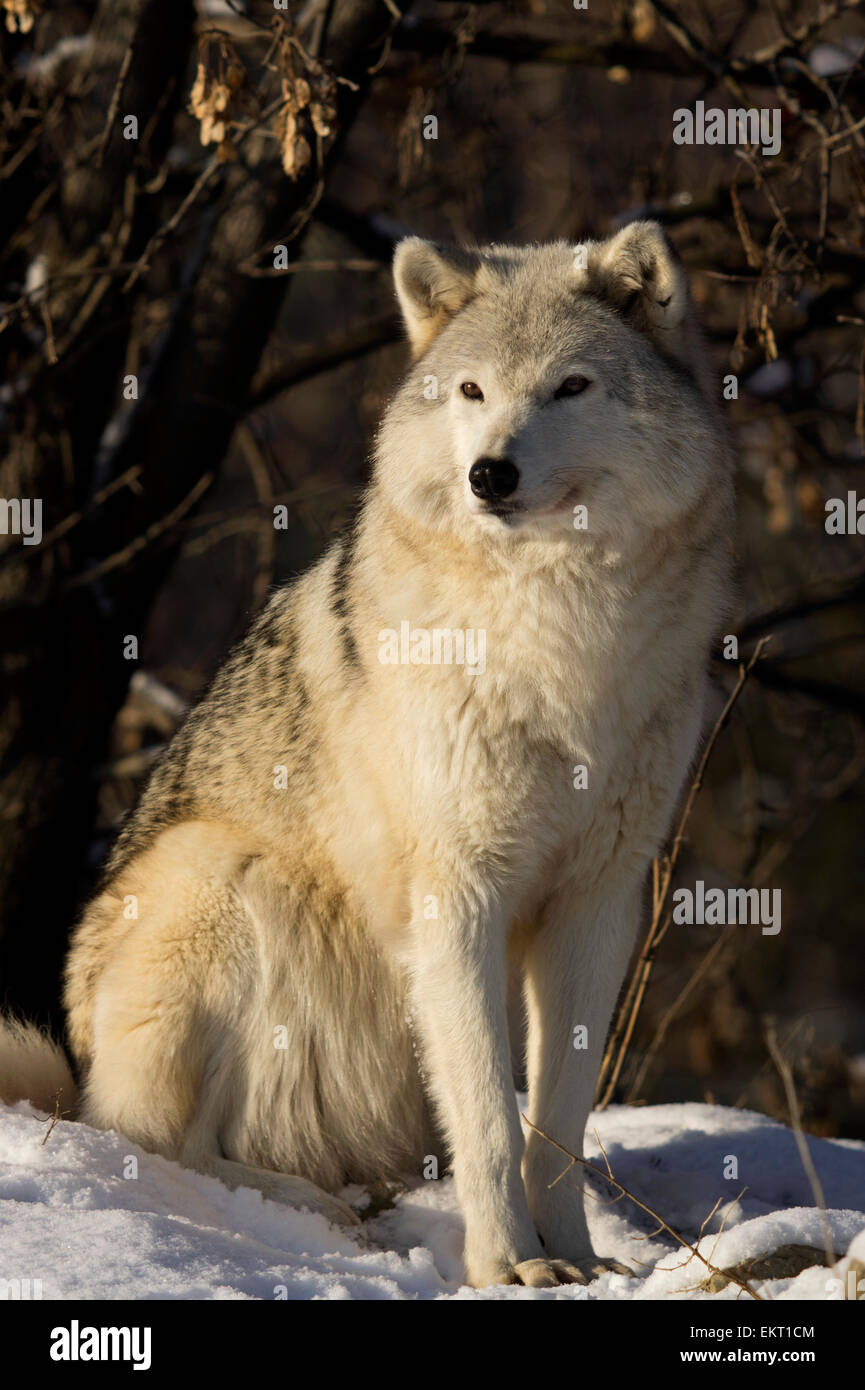 Grey Wolf (Canis Lupus) In Ecomuseum Zoo; Ste-Anne-De-Bellevue Quebec ...