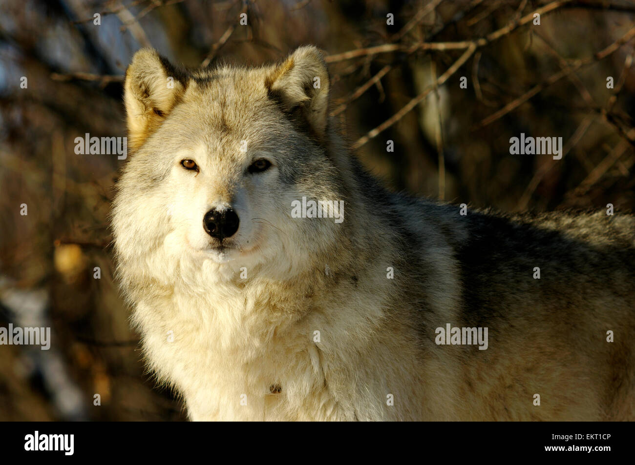 Grey Wolf (Canis Lupus) In Ecomuseum Zoo; Ste-Anne-De-Bellevue Quebec ...