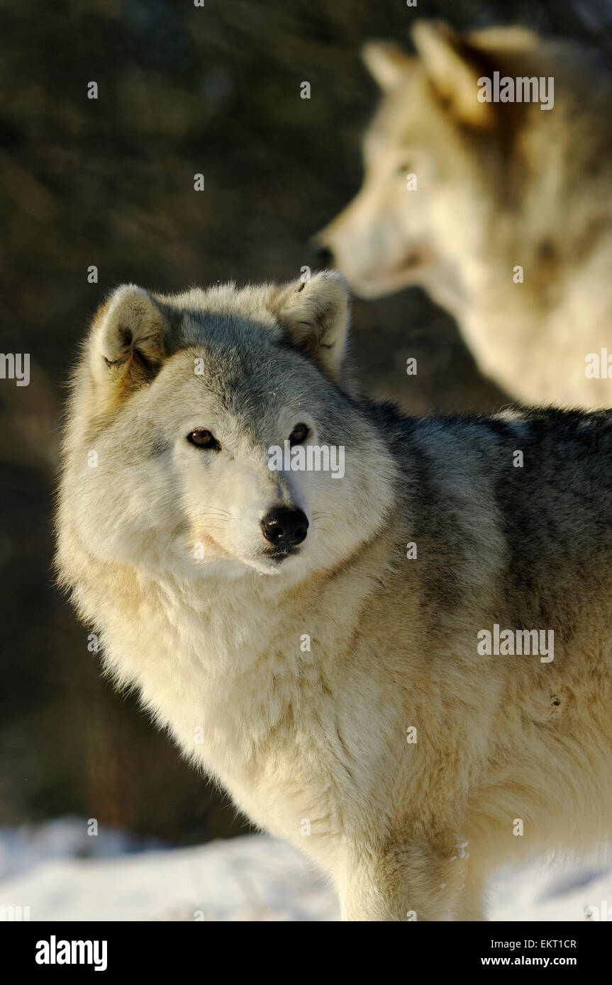 Grey Wolf (Canis Lupus) In Ecomuseum Zoo; Ste-Anne-De-Bellevue Quebec ...