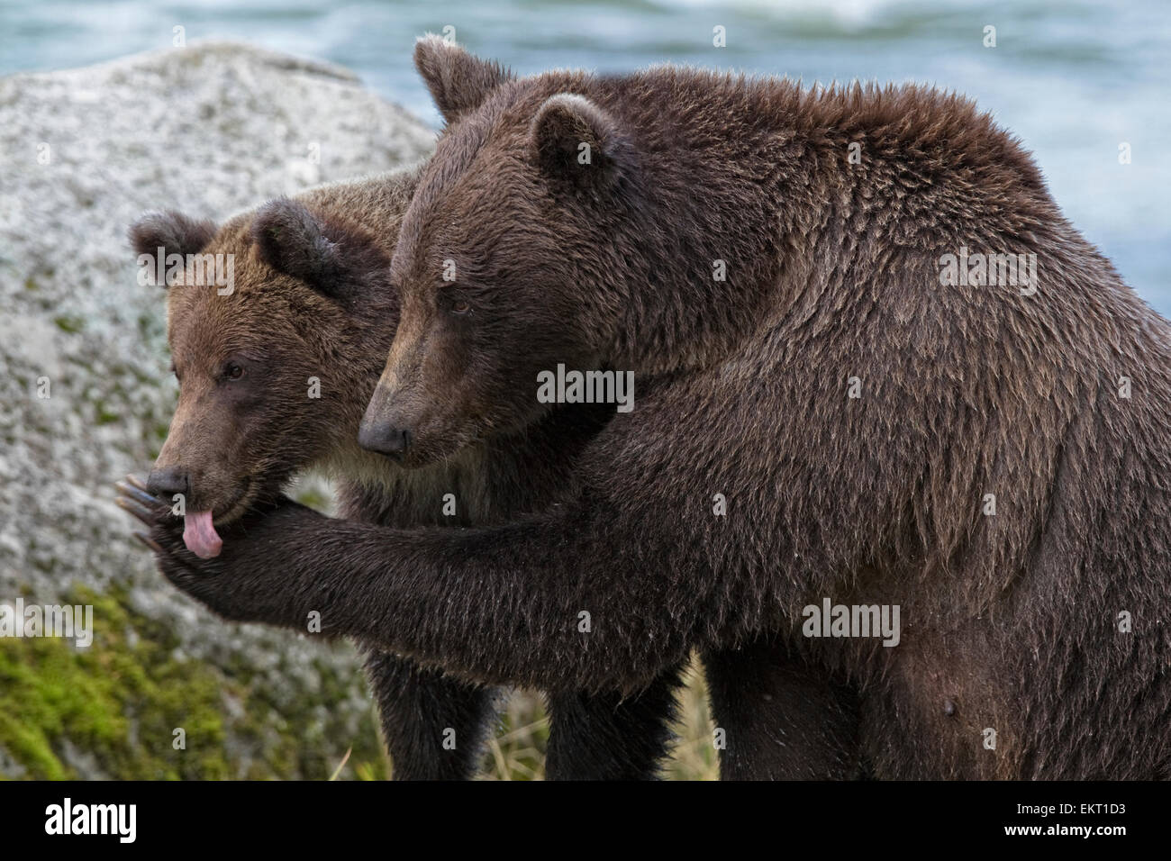 Adult Grizzly With Her Cub; Haines Alaska Usa Stock Photo - Alamy
