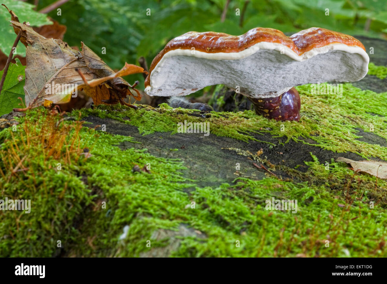 Red Mushroom Or Fungus On A Dead Tree Stump In A Forest; Ontario Canada ...