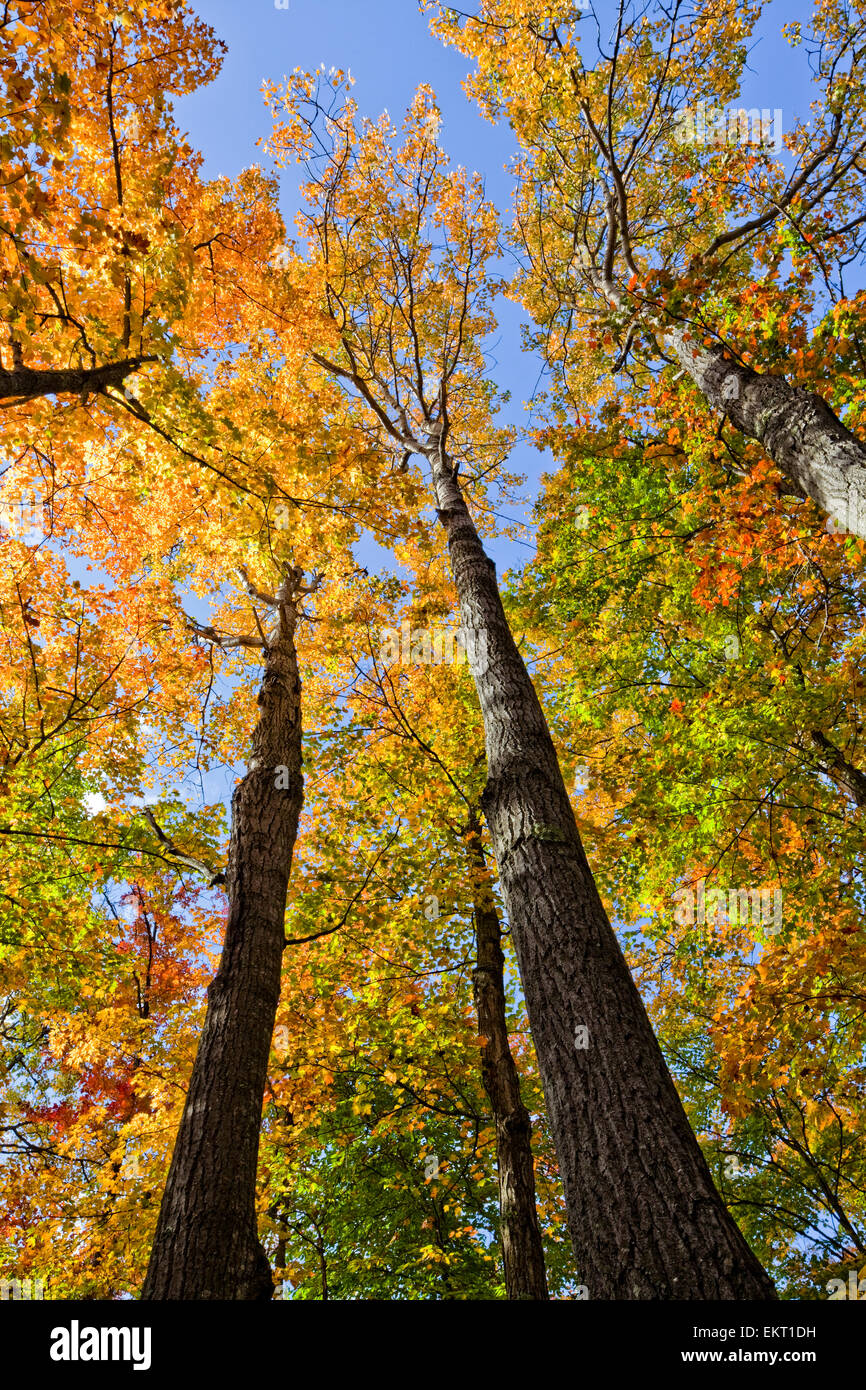 Maple Trees In Autumn Colours In Algonquin Provincial Park; Ontario ...