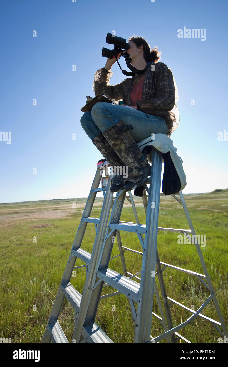 Black-Tailed Prairie Dog (Endangered) Researcher Doing A Population ...