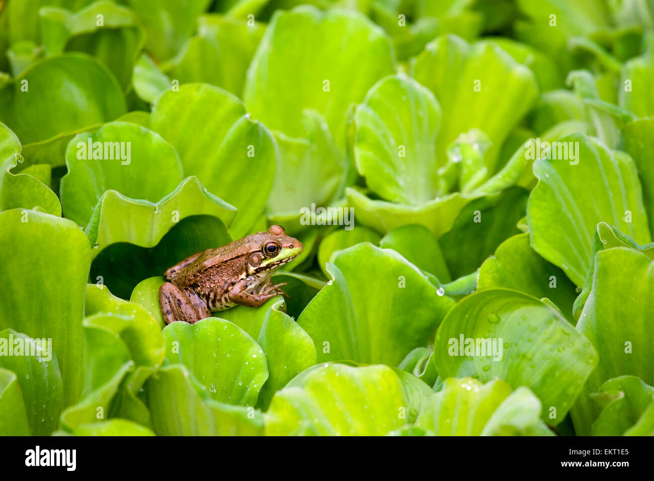 Leopard Frog Perching On Water Lettuce; Ontario, Canada Stock Photo - Alamy