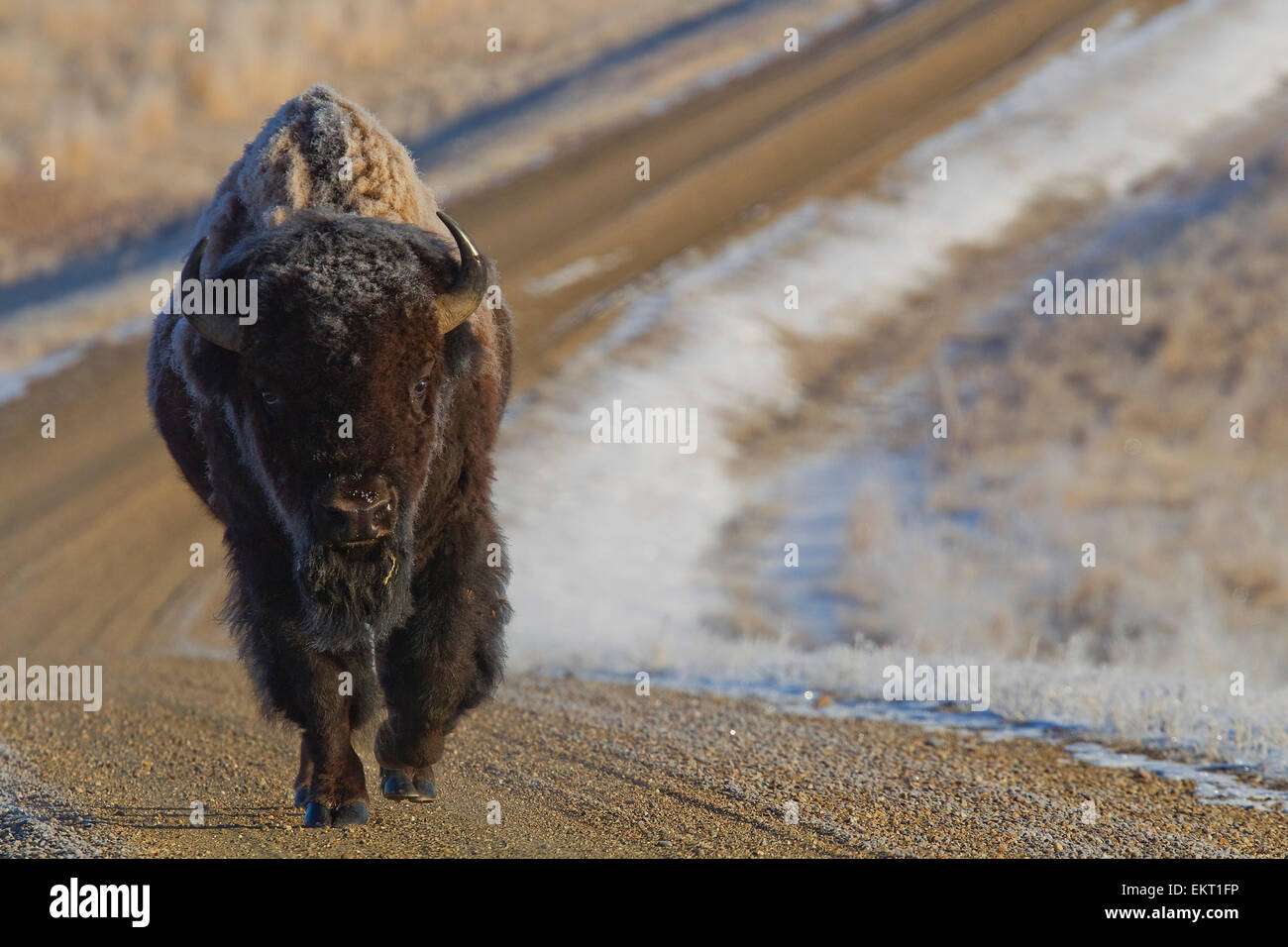 Frost-Covered Bison On Road In Grasslands National Park; Saskatchewan ...