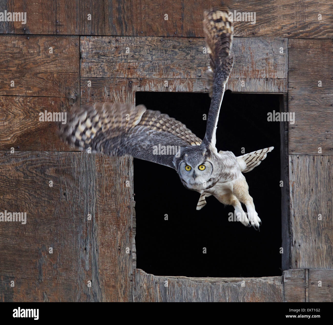 Barn owl wing out hi-res stock photography and images - Alamy