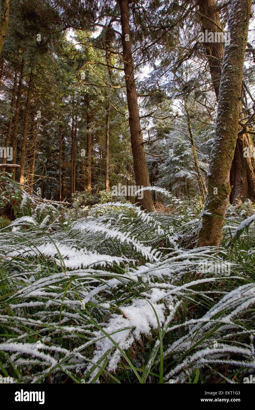 Snow-Covered Ferns In The Rainforest In Pacific Rim National Park ...