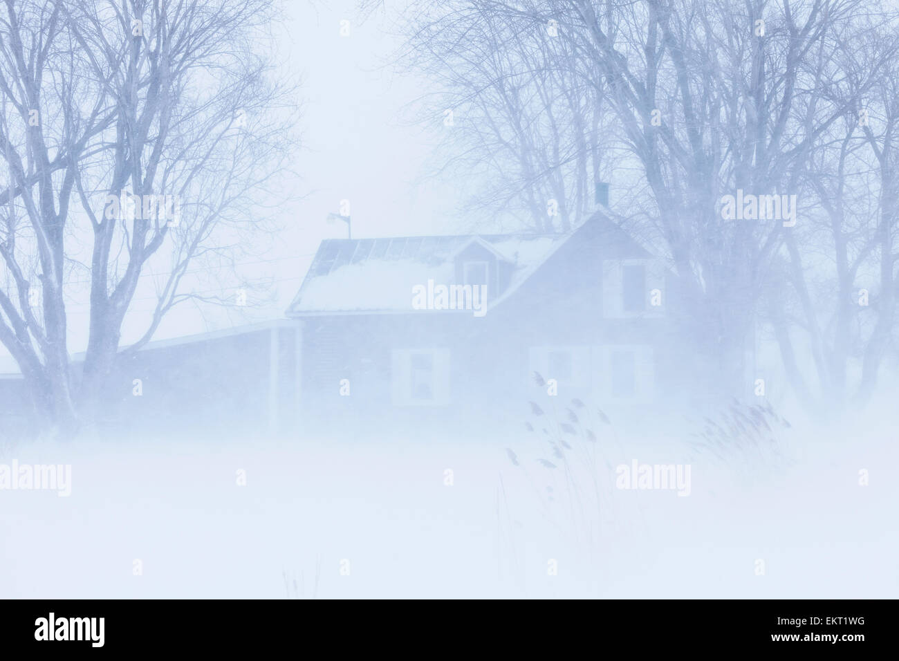 Wind Blowing Through Trees; Saint-Sebastien Quebec Canada Stock Photo ...
