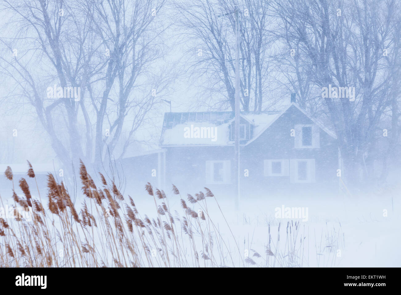 Breeze through the trees hi-res stock photography and images - Alamy