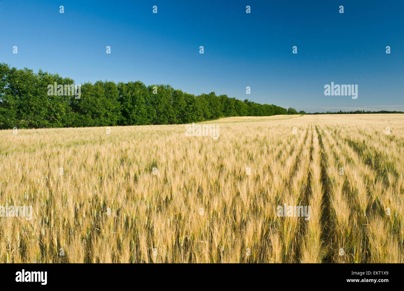 Maturing Durum Wheat Field With Shelterbelt; Admiral Saskatchewan ...