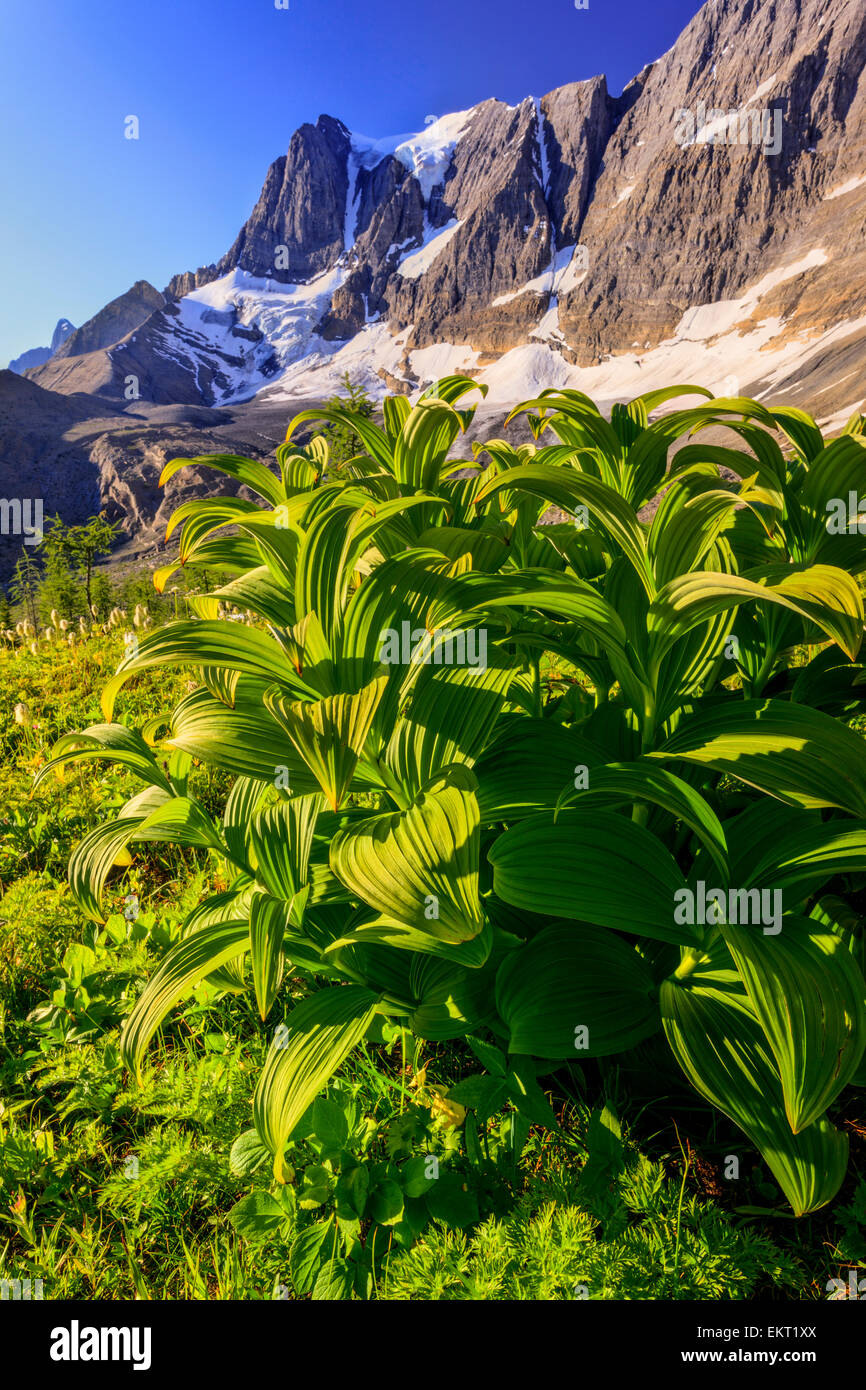False Hellebore At The Base Of The Rockwall Cliff And Tumbling Glacier ...