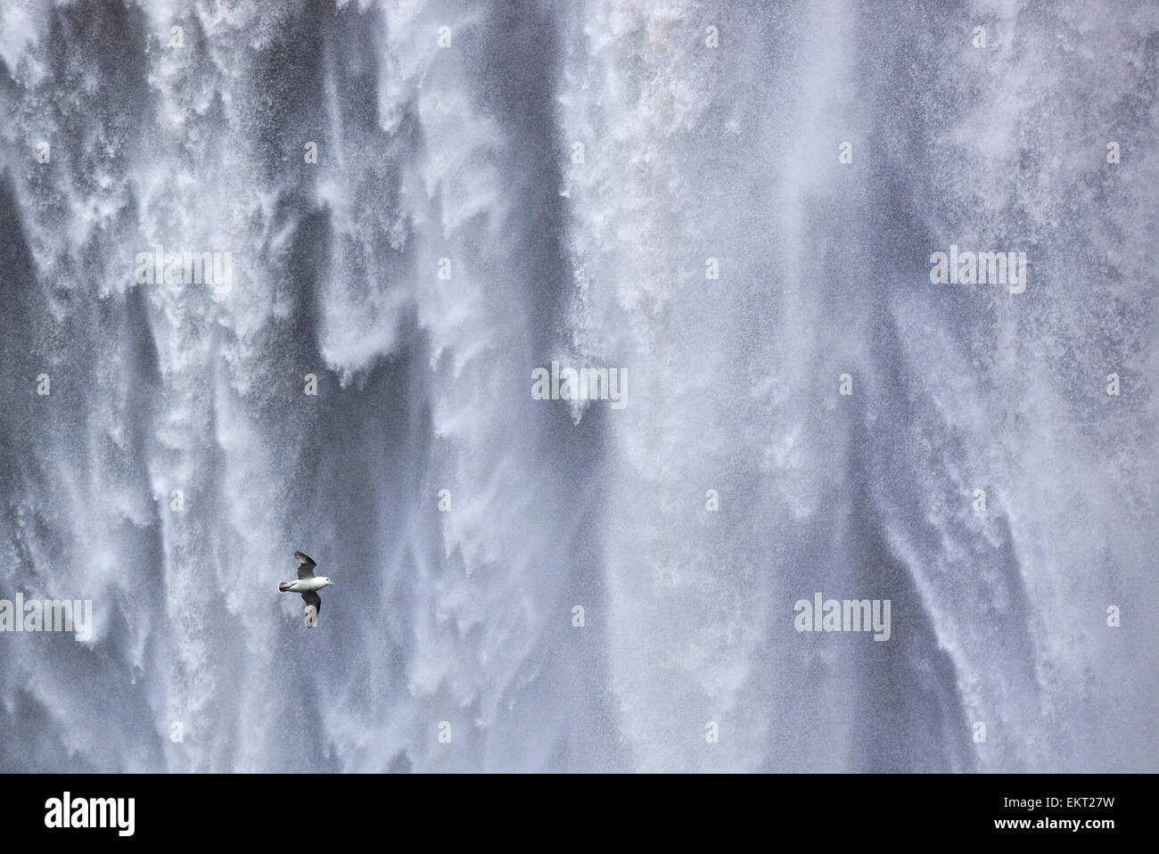 A gull or fulmar flying in front of a waterfall along the southern ...